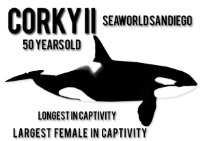 Whale Wednesday: Spotlight on Corky II – Excuse This Honesty