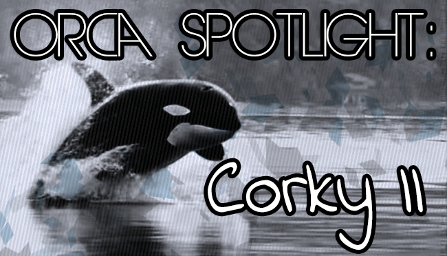 Whale Wednesday: Spotlight on Corky II – Excuse This Honesty