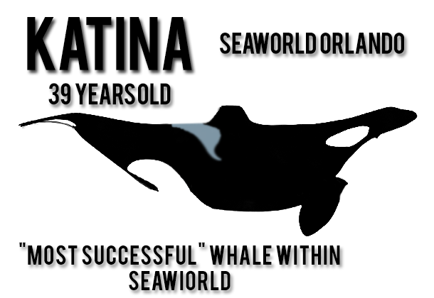 Whale Wednesday: Spotlight on Katina – Excuse This Honesty