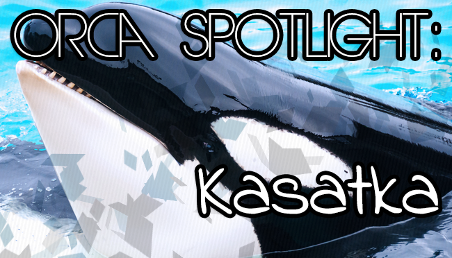 Whale Wednesday: Spotlight on Kasatka – Excuse This Honesty