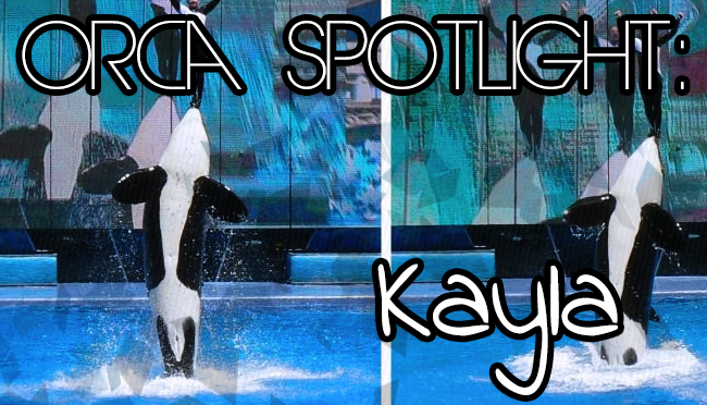 Whale Wednesday: Spotlight on Kayla – Excuse This Honesty