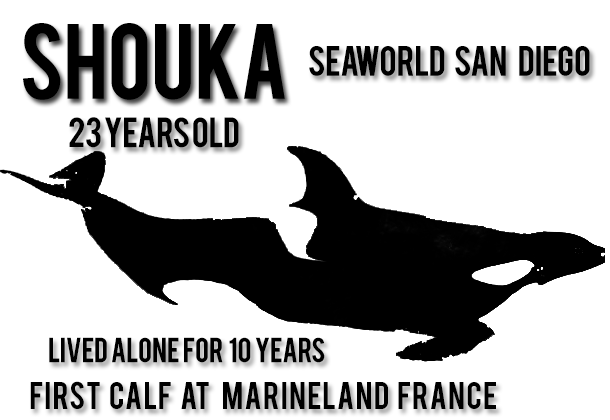Whale Wednesday: Spotlight on Shouka – Excuse This Honesty