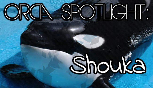 Whale Wednesday: Spotlight on Shouka – Excuse This Honesty