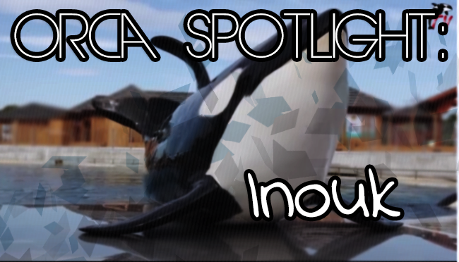 Spotlight on Inouk | Whale Wednesday – Excuse This Honesty