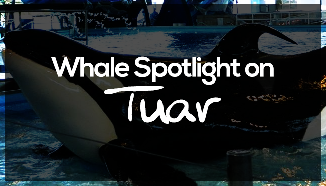 Animal Rights | Spotlight on Tuar – Excuse This Honesty