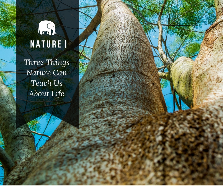 Nature| Three Things Nature Can Teach Us About Life – Excuse This Honesty