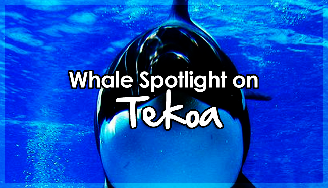 Animal Rights | Spotlight on Tekoa – Excuse This Honesty